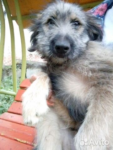 Щенок-мальчик 4,5 месяца