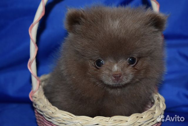 Шпиц голубой и лиловый окрас