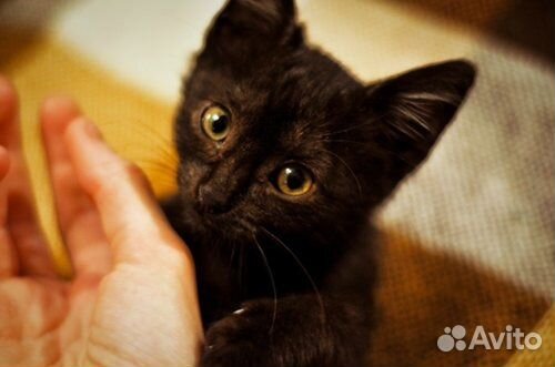 Маленькое черное чудо