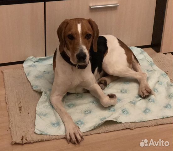 Бесплатно Эстонская гончая