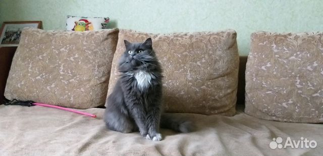 Отдам бесплатно в добрые руки мышелова, крысолова