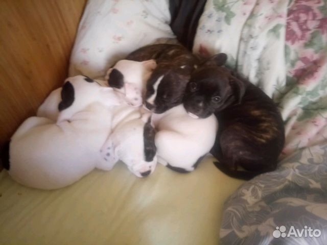 Симпатичные щенки