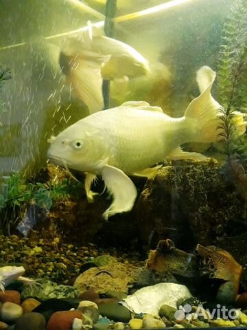 Карп Кои вуалевый