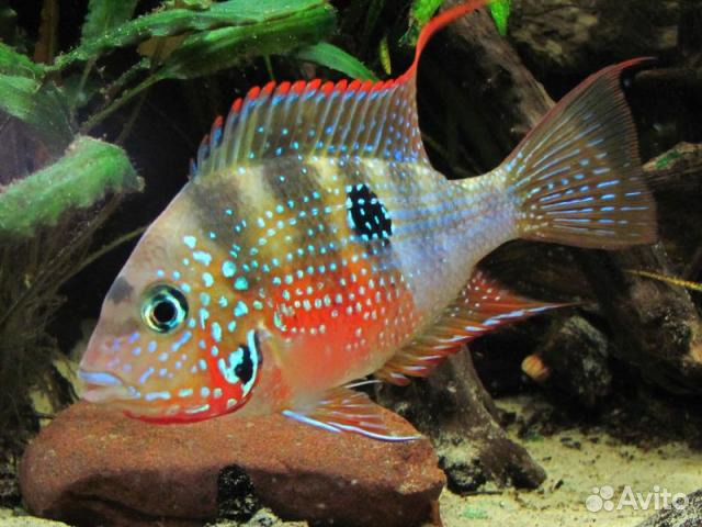 Цихлазома Элиота