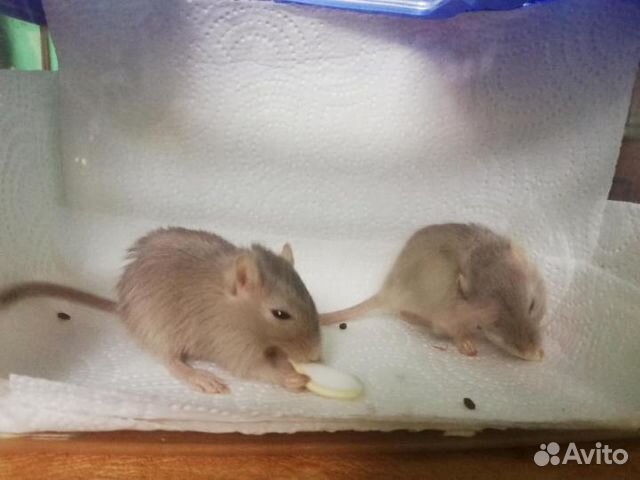 Монгольские песчанки