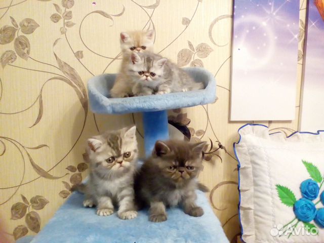 Экзотические котята