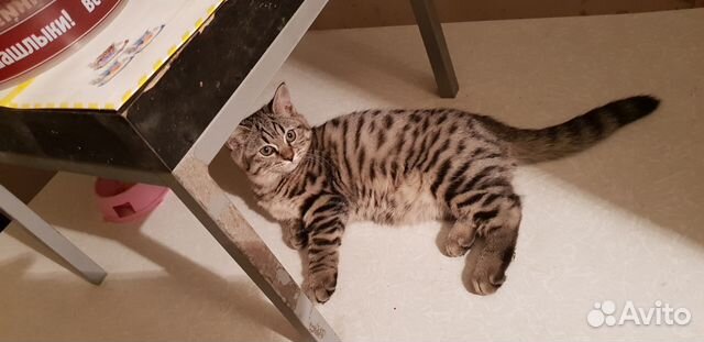 Британский котенок 3 месяца