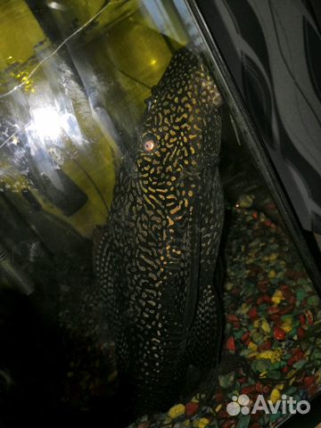 Сом Парчовый птеригоплихт
