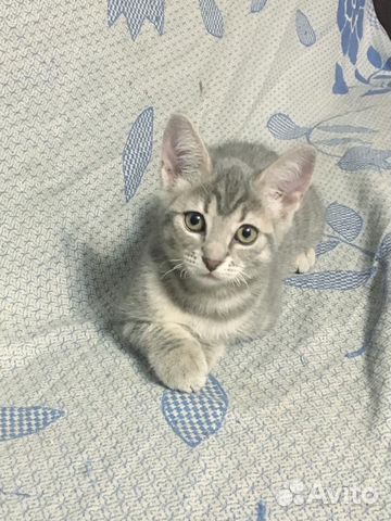 Котенок в добрые руки