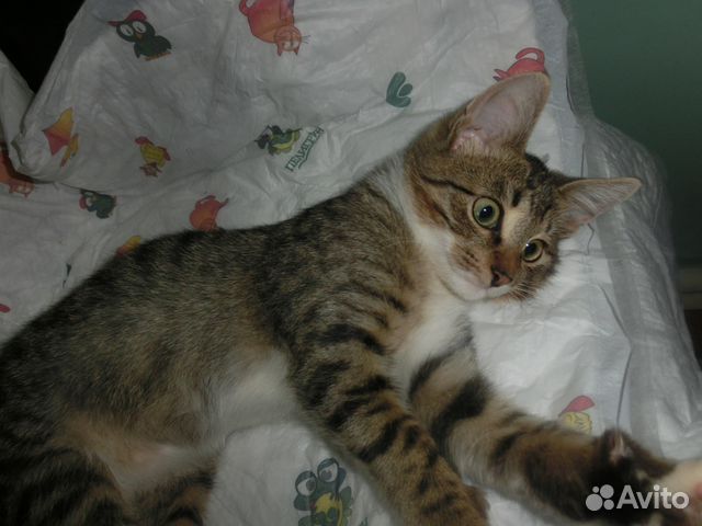 Славный и нежный котик