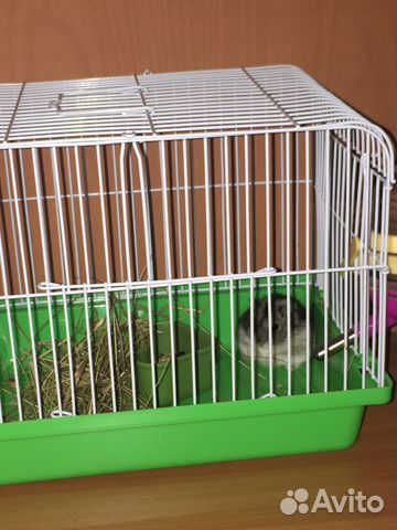 Джунгарский хомячок, клетка, корм