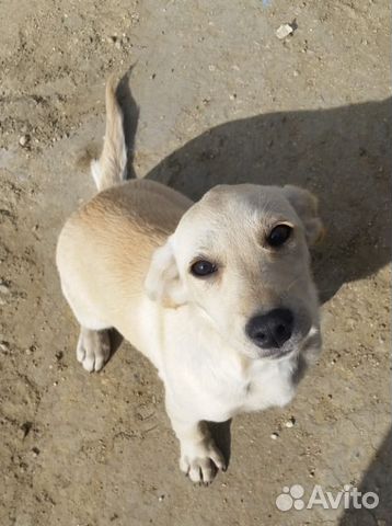 Миниатюрная красавица в добрый дом