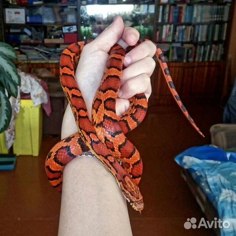 Маисовый полоз