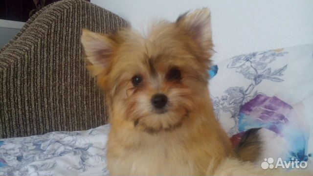 Удивительные щенки