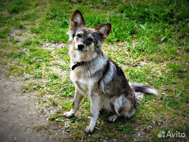 Небольшая собачка Лисичка