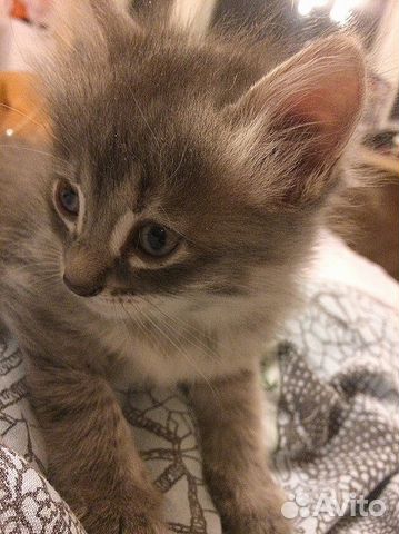 Котёнок, 6 недель