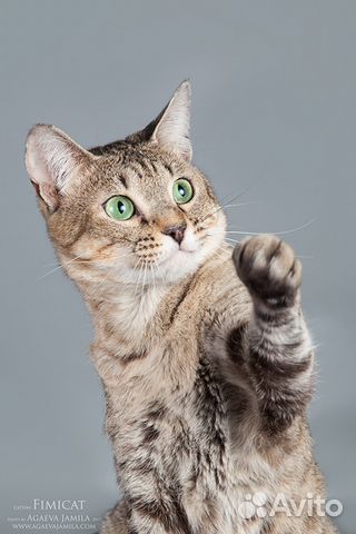 Саванна Ф5 девочка
