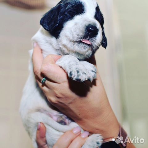 Продам щенка английского сеттера