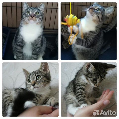 Мироша -мальчишка зайчишка