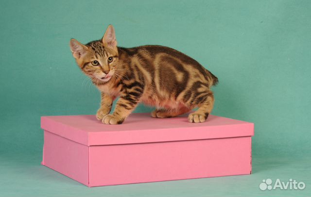 Бандитский кот