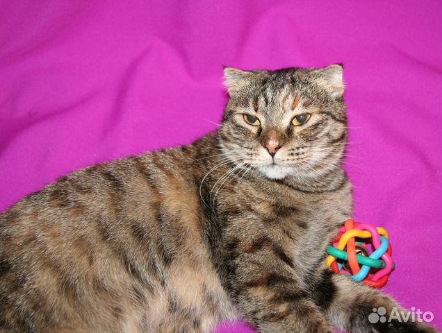 Отдам молоденькую кошечку Весту в добрые руки