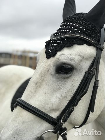 Продается мерин