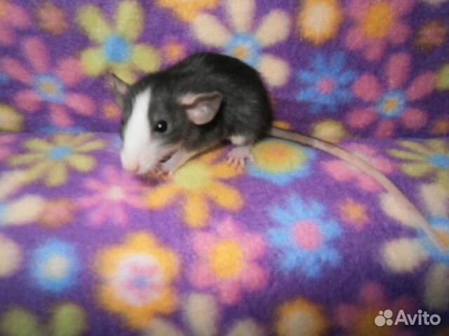 Крысята клетки