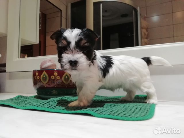 Шикарный мальчишка бивера