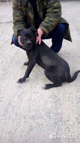 Багира 6мес