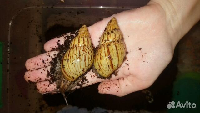 Улитка вида: Ахатина Кравени