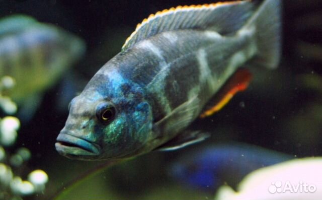 Цихлиды и сом