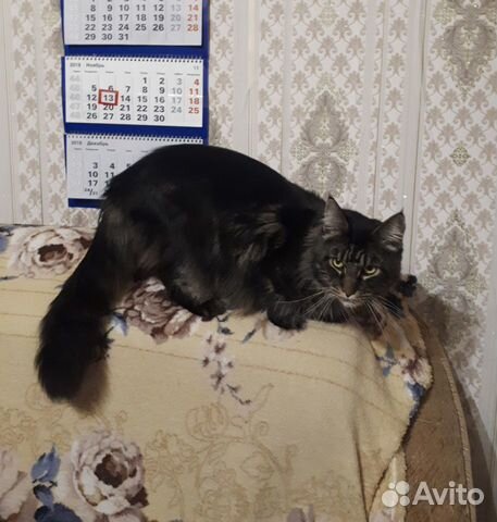 Продам котят Мэй кун