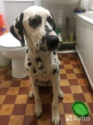 Найдена собака Хозяин, отзовись