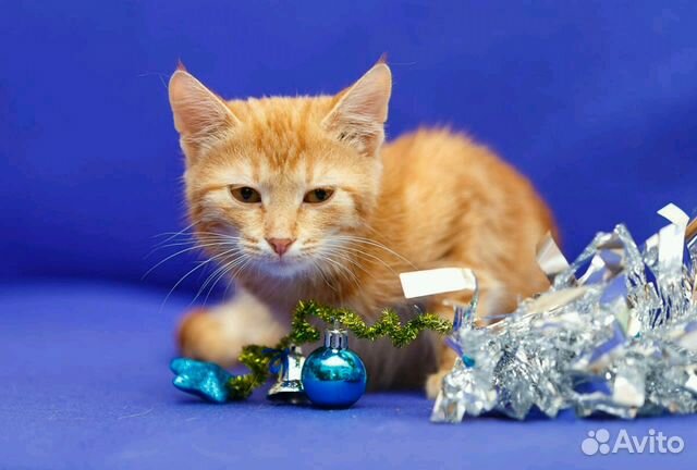 Рыжуля в поисках хозяев