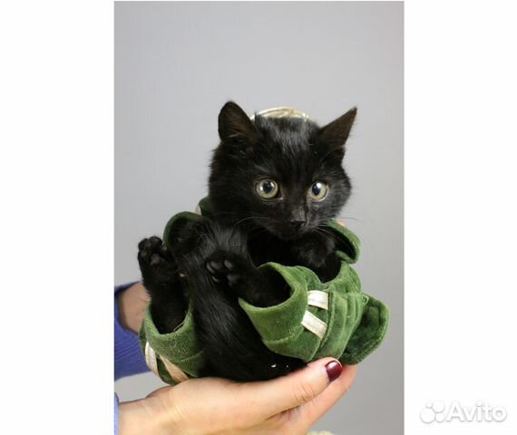 Нюша. Котенок в дар