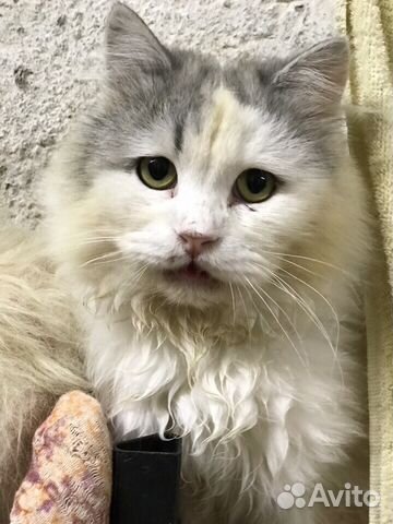 Котя, который живет в приюте