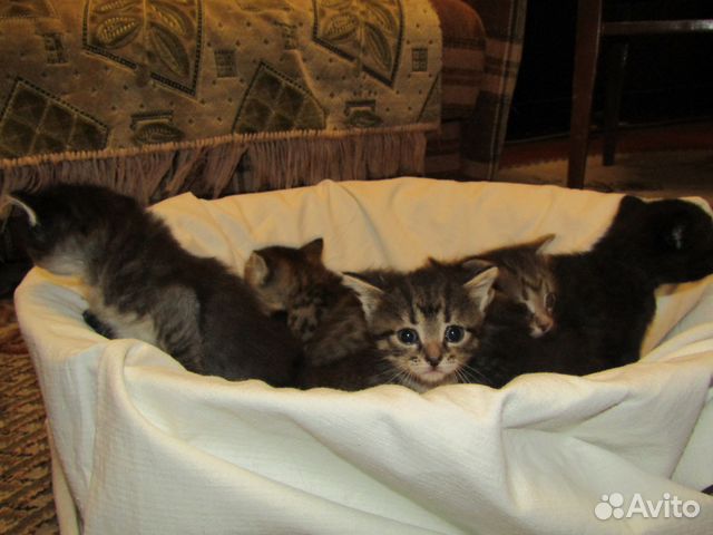 Котята в хорошие руки
