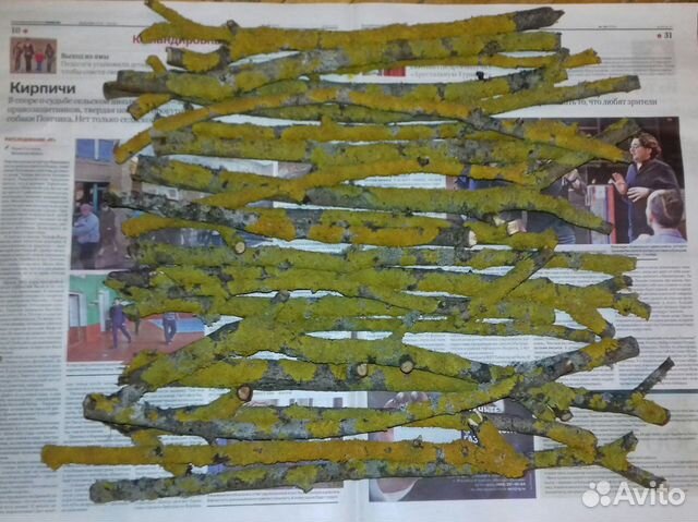 Лишайник для улиток