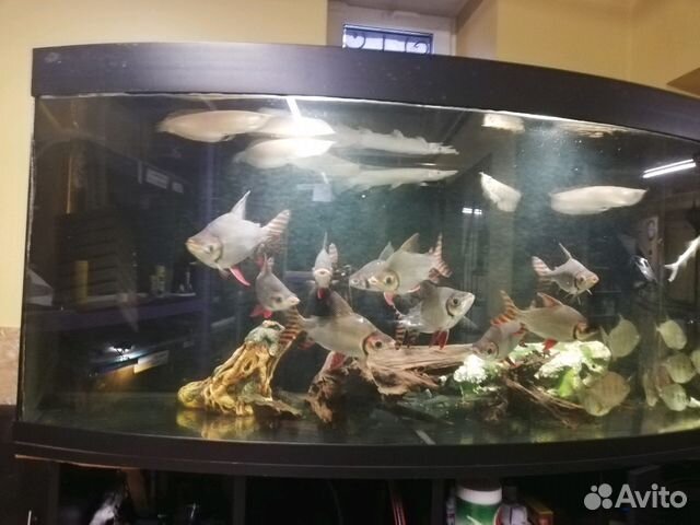 Панорамный аквариум с тумбой 600 литров Биодизайн