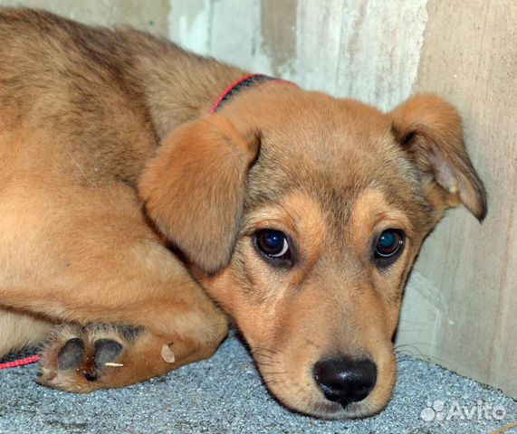 Шикарный Макс