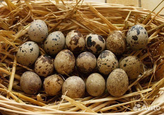 Перпелиные яйца. Цыплята перепелов