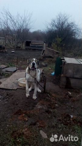 Алабай