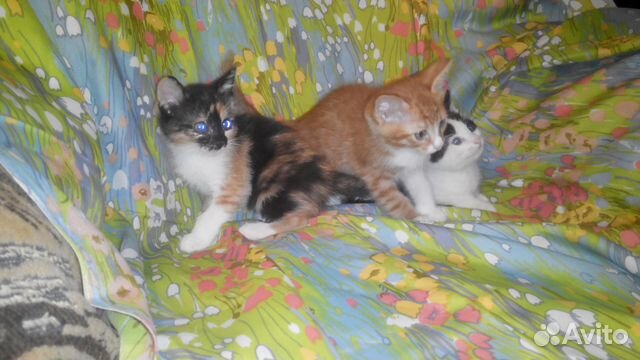 Котята в добрые руки родились от домашней кошки
