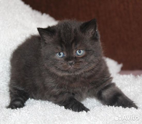 Ласковый и добрый плюшевый котик Мишка