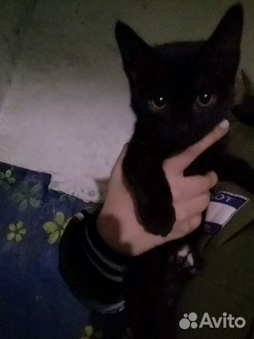 Красивый черный кот