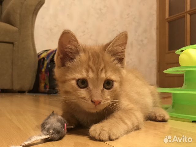 Котенок Платон в добрые руки