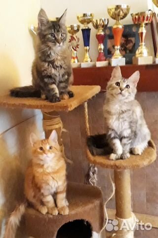 Котята мейн-кунята