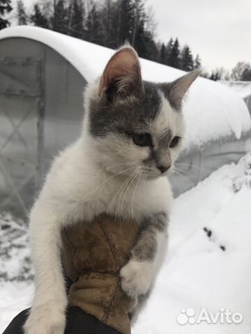 Кошка Ася. Ласковая и добрейшая. Обещаю, что будет