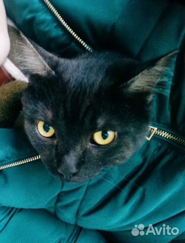 Отдадим шикарного кота в добрые руки