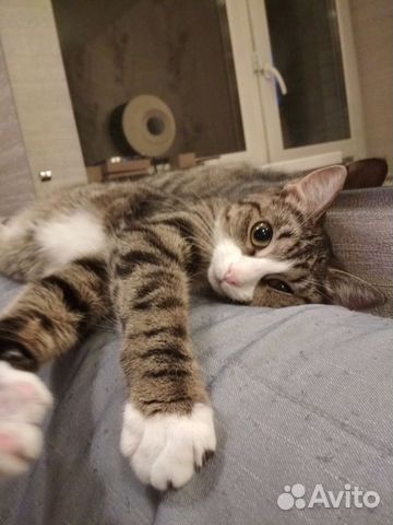 Непоседа Дарси ищет дом